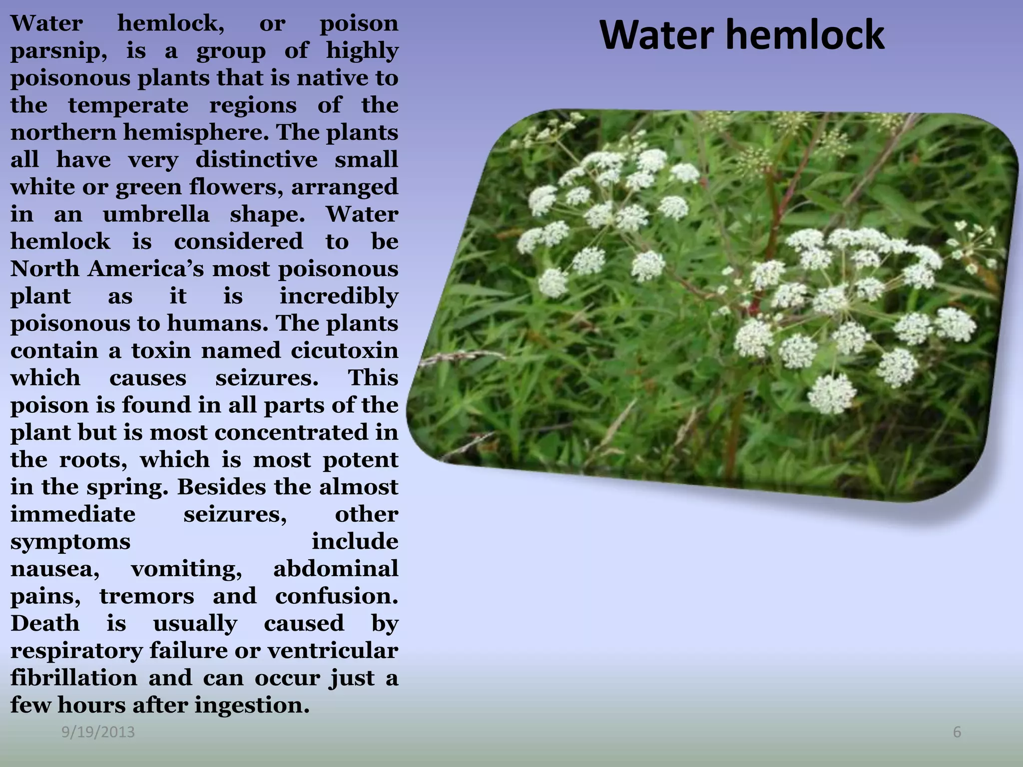 Common poisonious plant's & tree's | PPTX