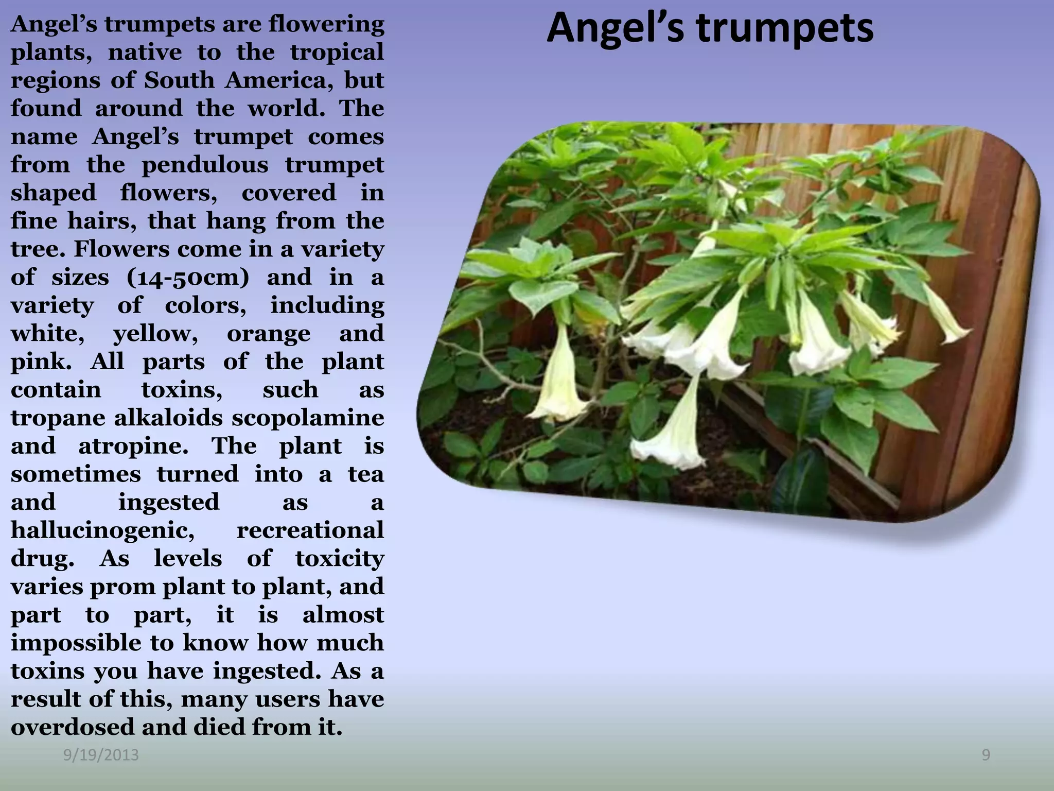 Common poisonious plant's & tree's | PPTX
