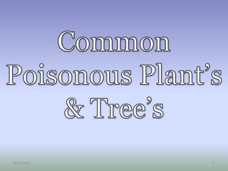 Common poisonious plant's & tree's | PPTX