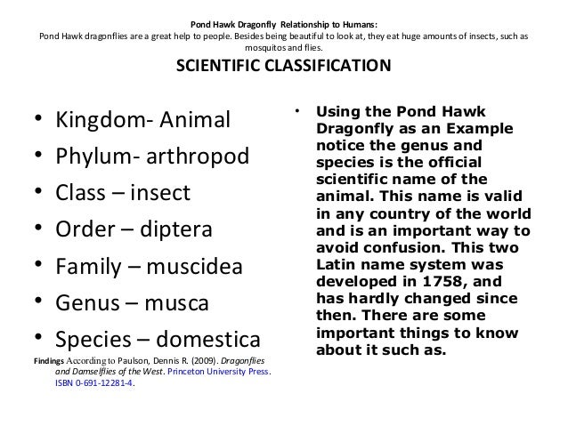 Common pond hawk dragonfly