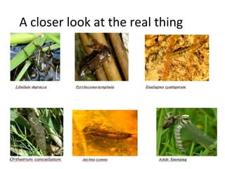 Common pond hawk dragonfly presentation slide | PPT