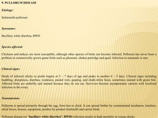 Common poultry disease | PPTX