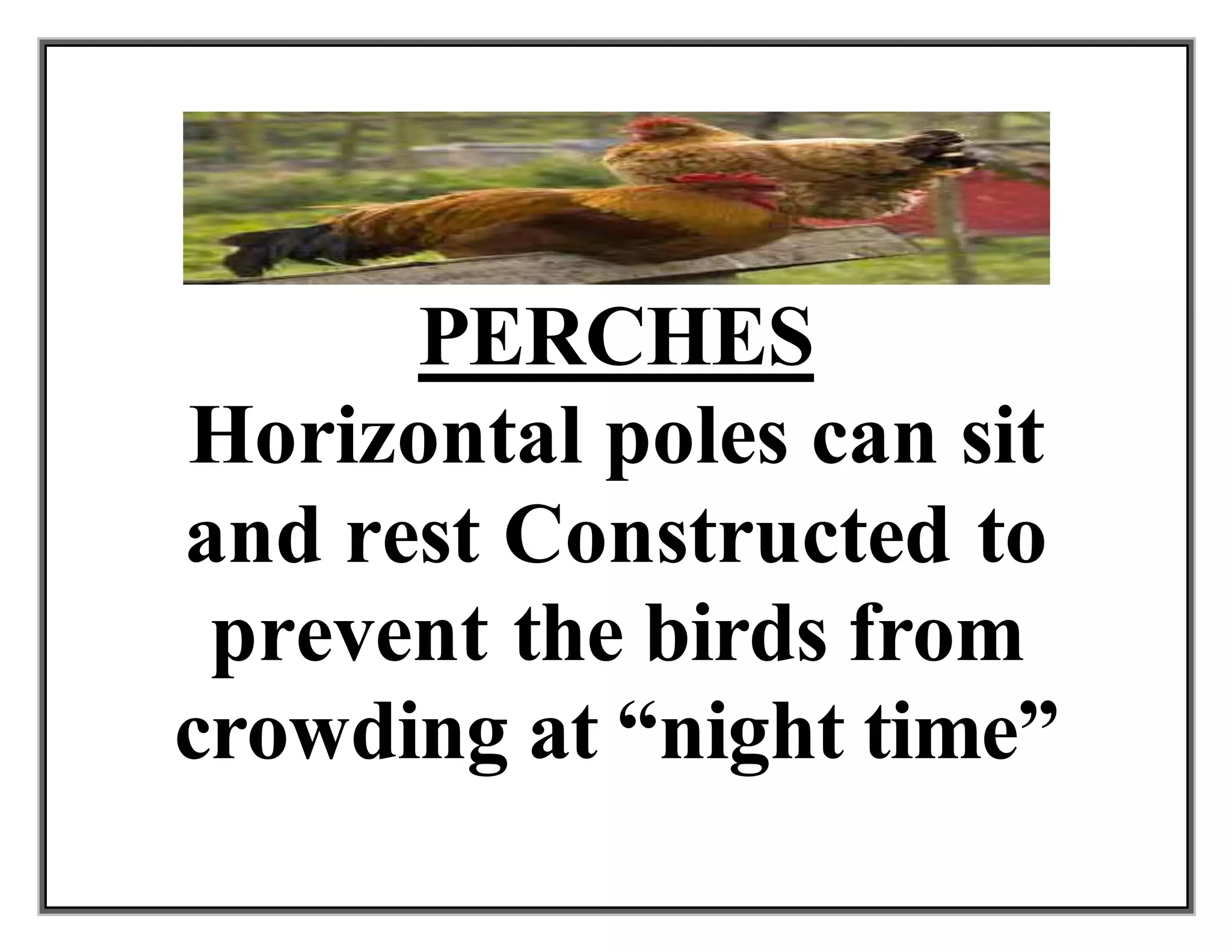 Common poultry farm tools | DOCX