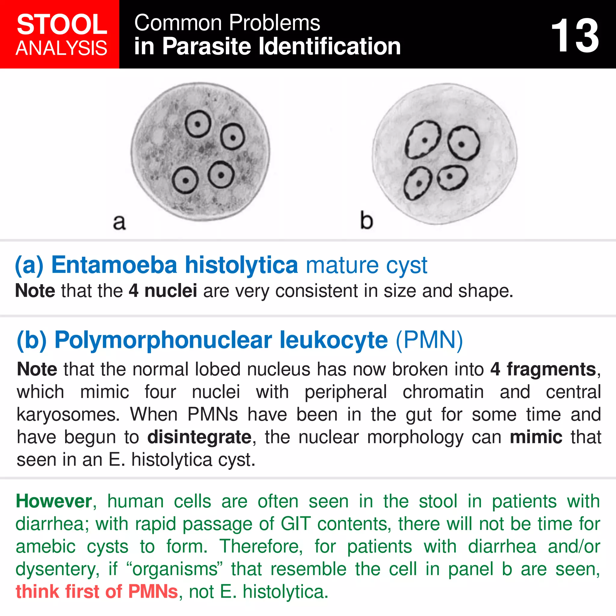 Common problems of parasites identification in stool analysis | PDF