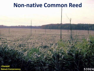 Non-native Common Reed | PPTX