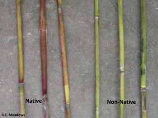 Non-native Common Reed | PPTX