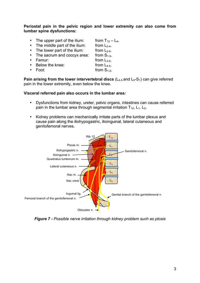 Common Referred Pain Patterns – Low Back | PDF