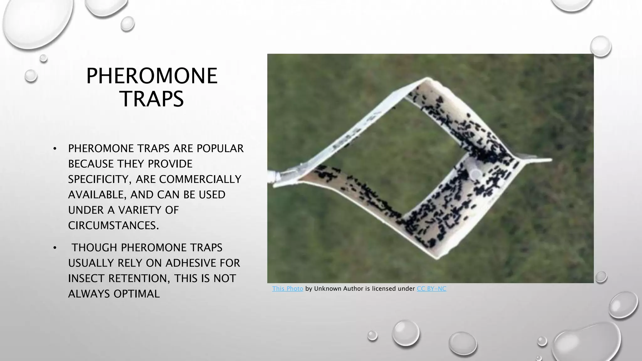 Common sampling techniques in insect pests | PPTX