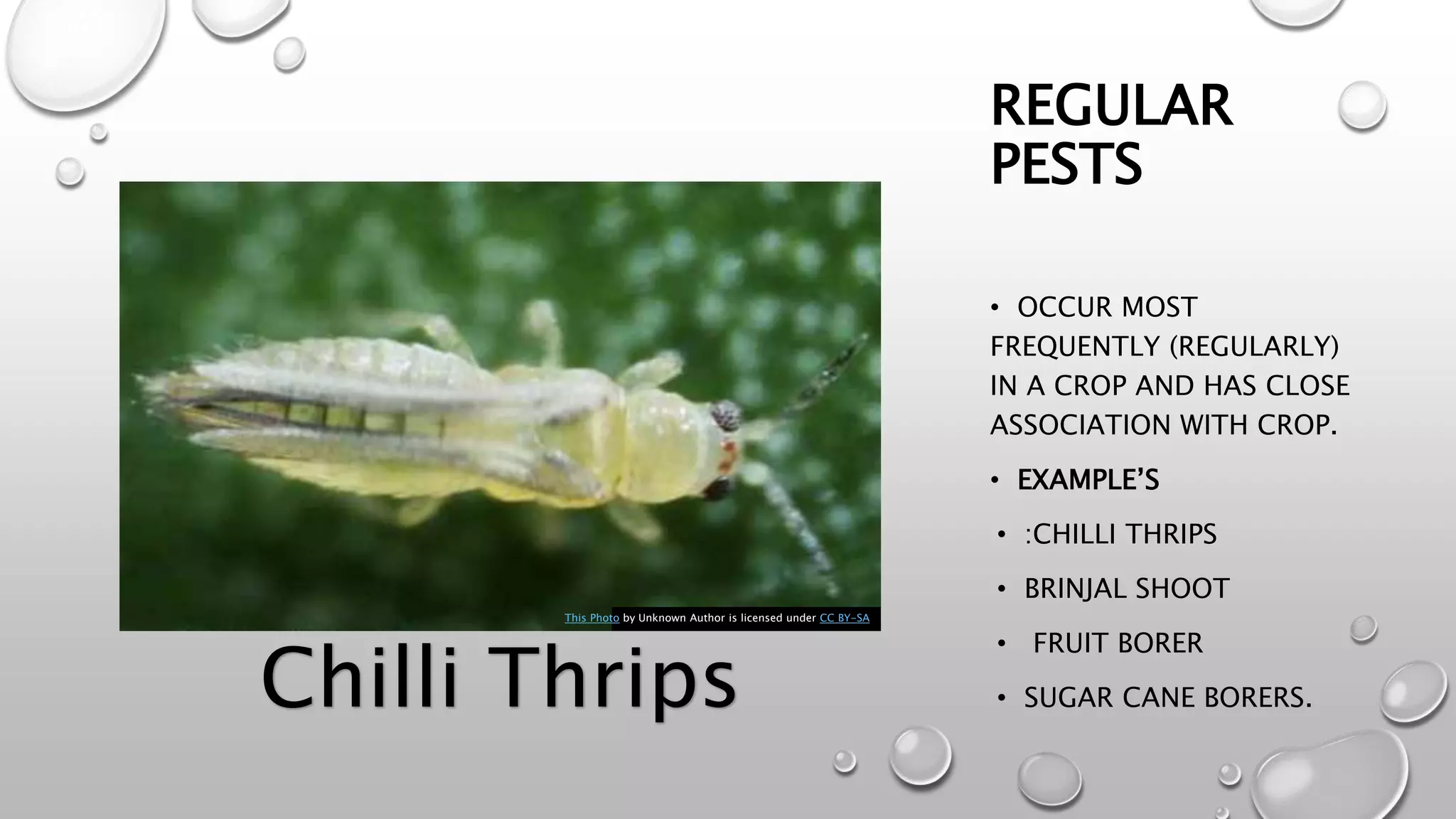 Common sampling techniques in insect pests | PPTX