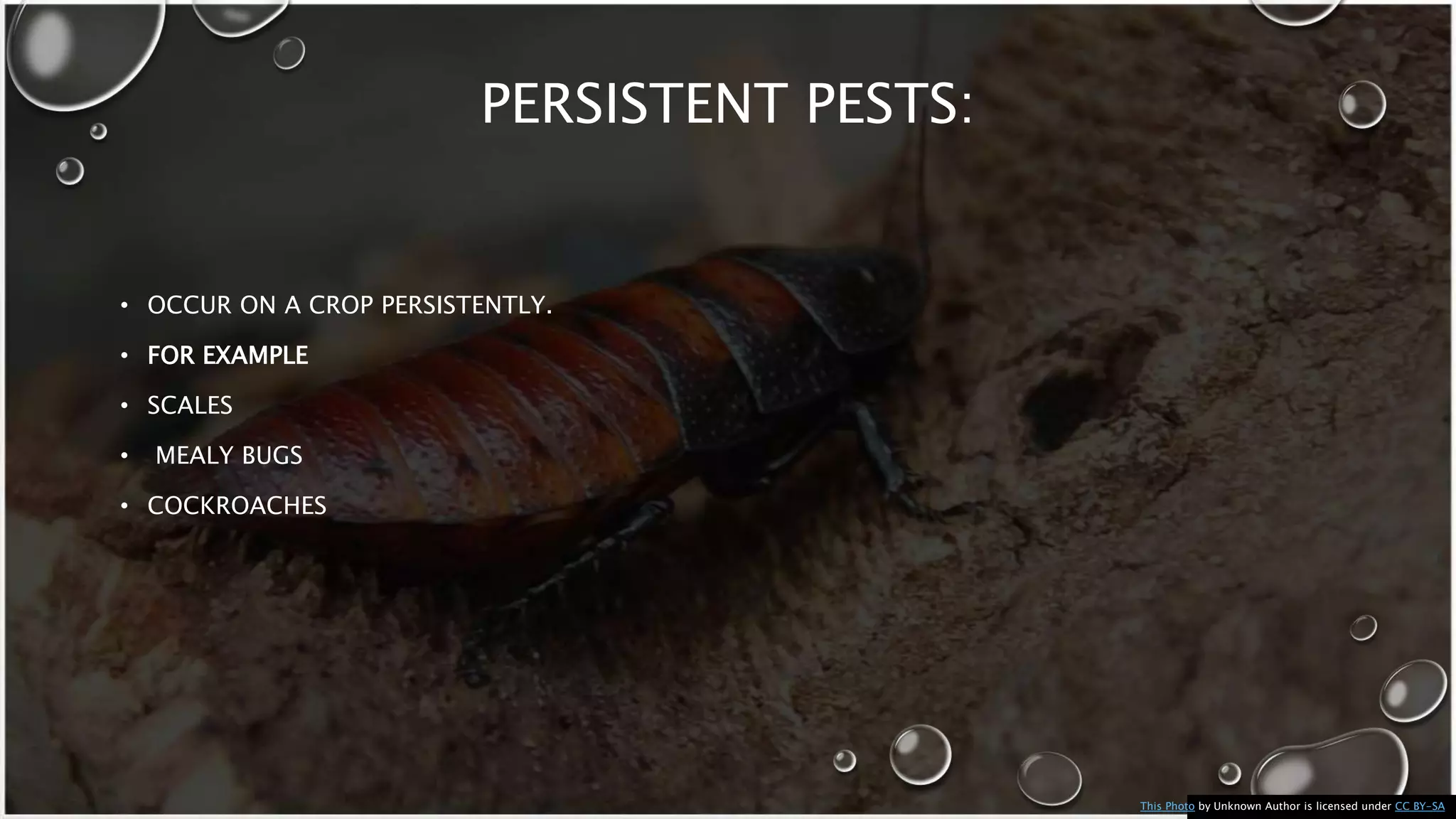 Common sampling techniques in insect pests | PPTX