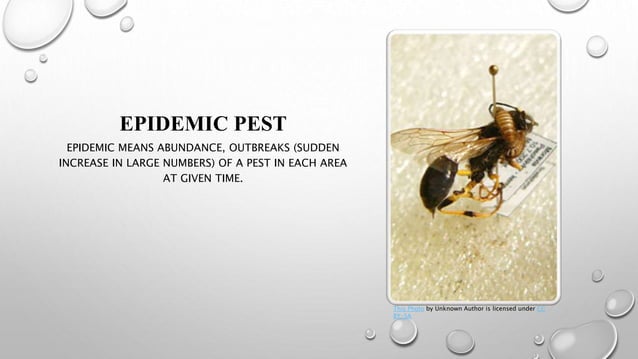 Common sampling techniques in insect pests | PPTX