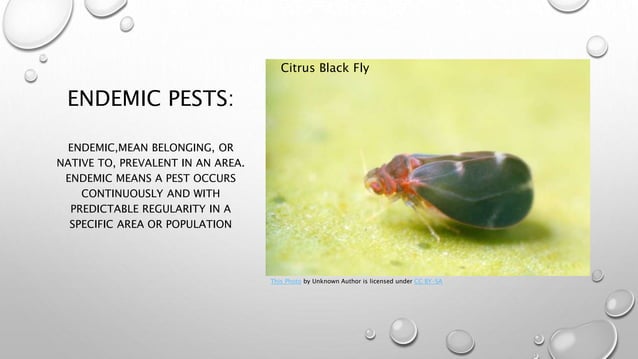 Common sampling techniques in insect pests | PPTX