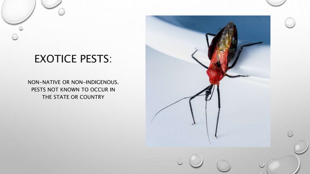 Common sampling techniques in insect pests | PPTX