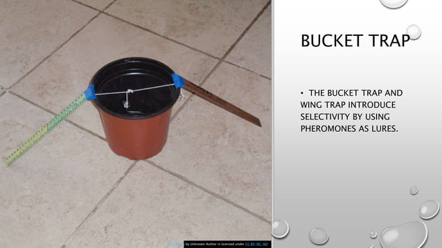 Common sampling techniques in insect pests | PPTX