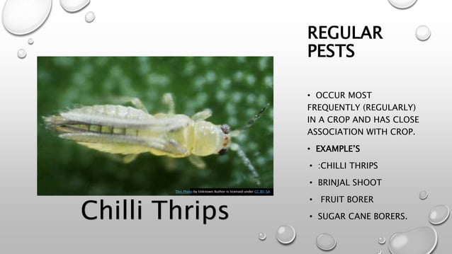 Common sampling techniques in insect pests | PPTX