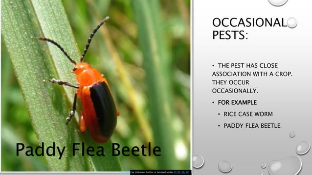 Common sampling techniques in insect pests | PPTX