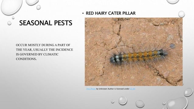 Common sampling techniques in insect pests | PPTX