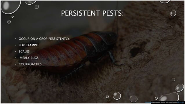 Common sampling techniques in insect pests | PPTX