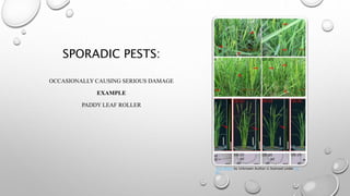 Common sampling techniques in insect pests | PPTX
