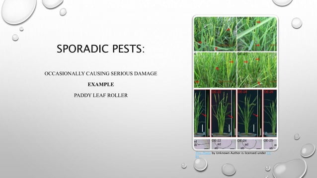 Common sampling techniques in insect pests | PPTX