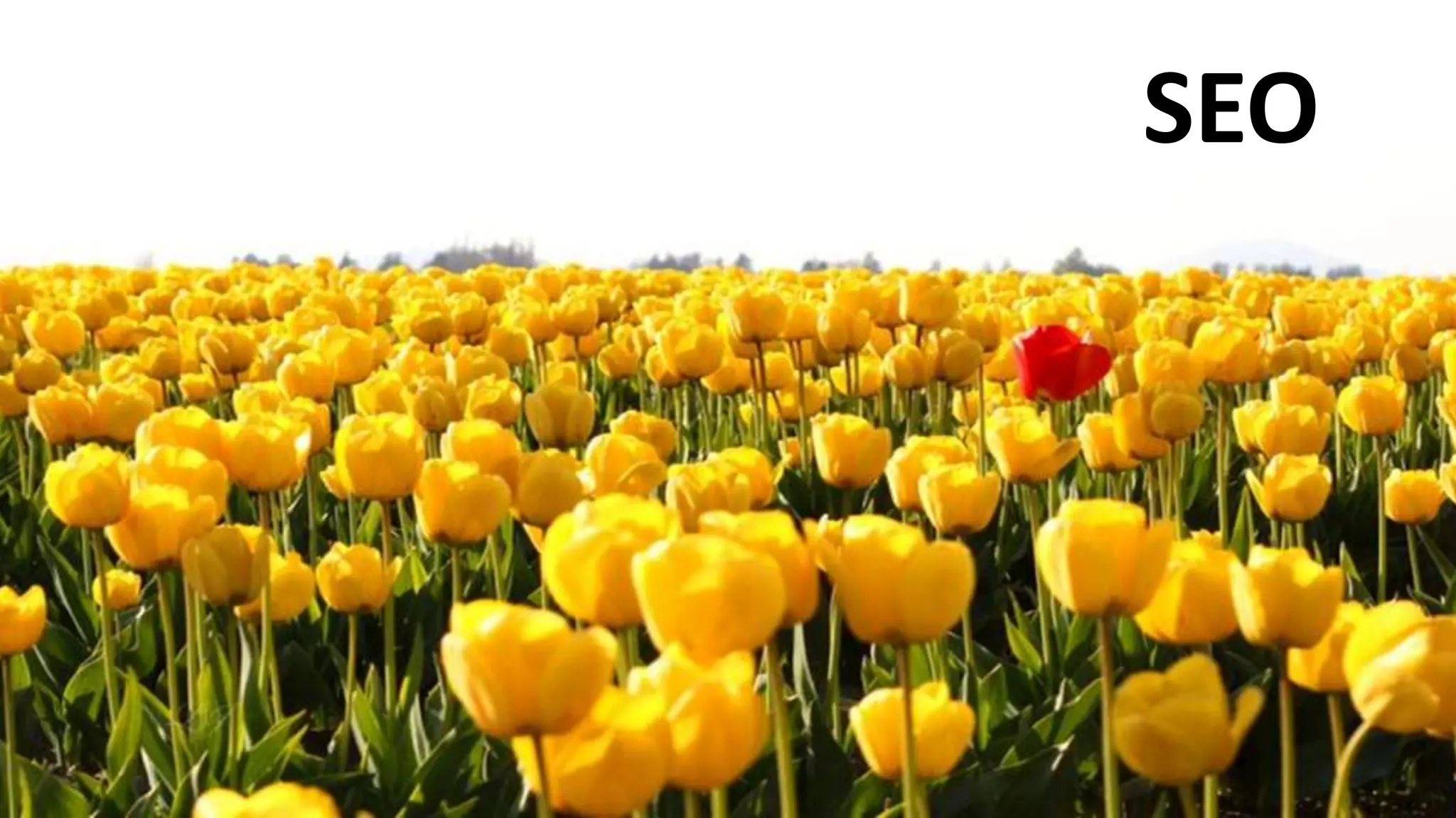 Common sensedigitalstrategyforweb | PPTX | Search | Internet