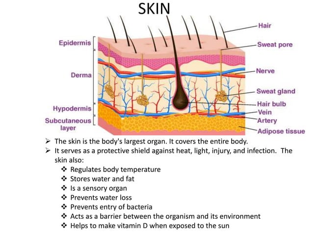 Common Skin Diseases.pptx