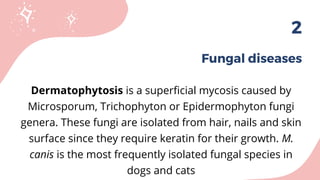 Common skin diseases and condition of dogs and cats | PDF