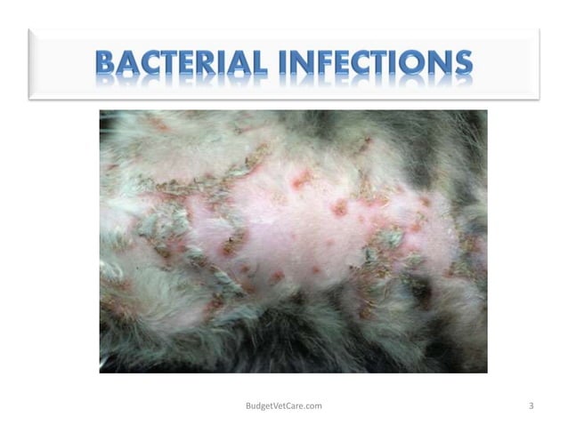 Common Skin Problems in Cats | PPTX