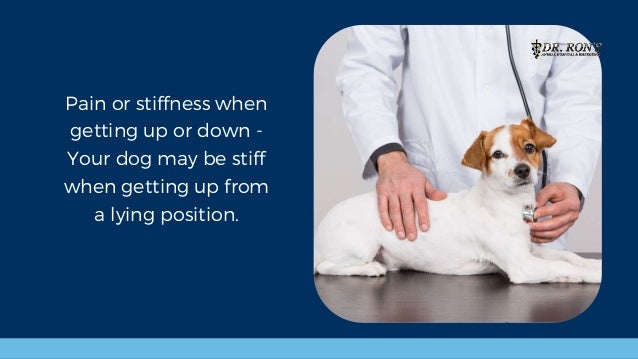 Common Symptoms of Canine Arthritis | PPTX