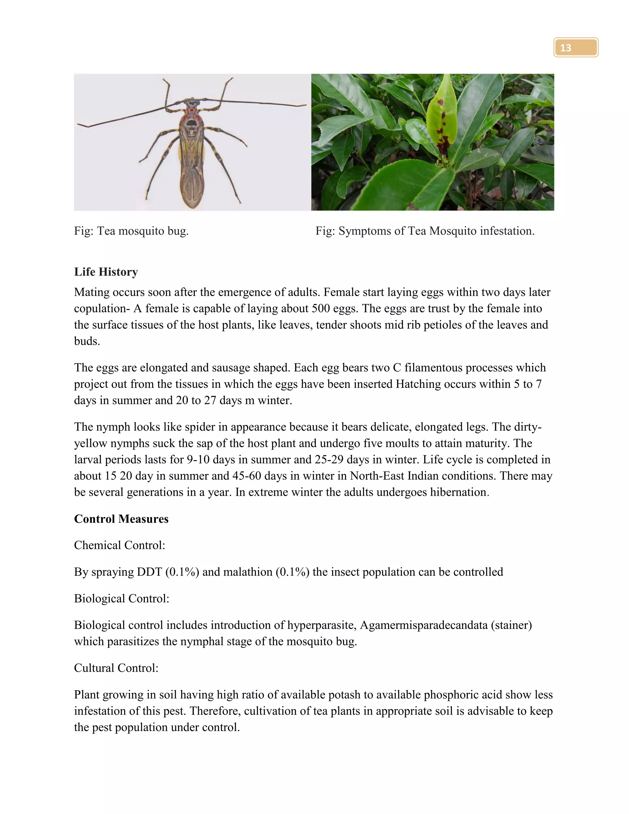 Common tea pests in bangladesh, their habit, Life Cycle & control ...