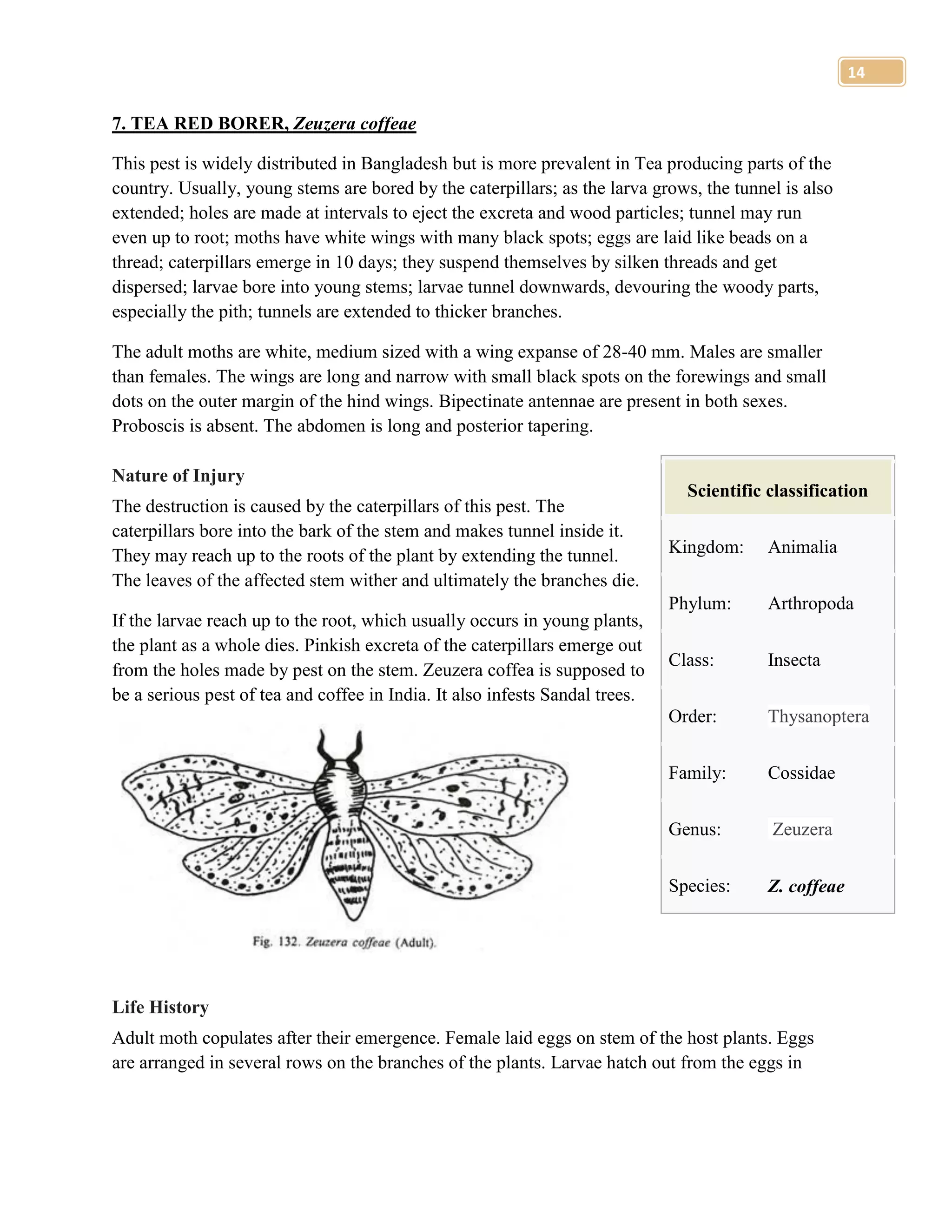 Common tea pests in bangladesh, their habit, Life Cycle & control ...