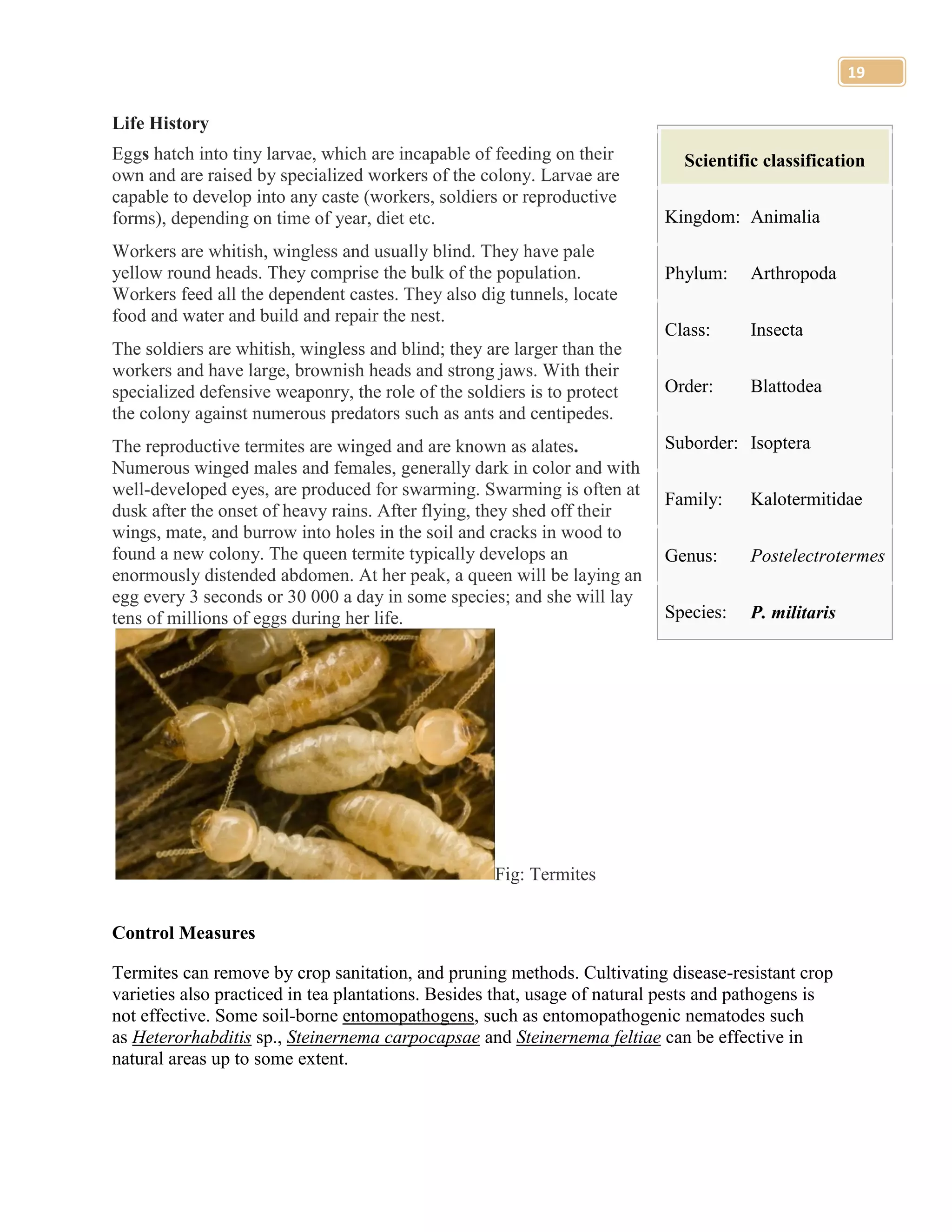 Common tea pests in bangladesh, their habit, Life Cycle & control ...