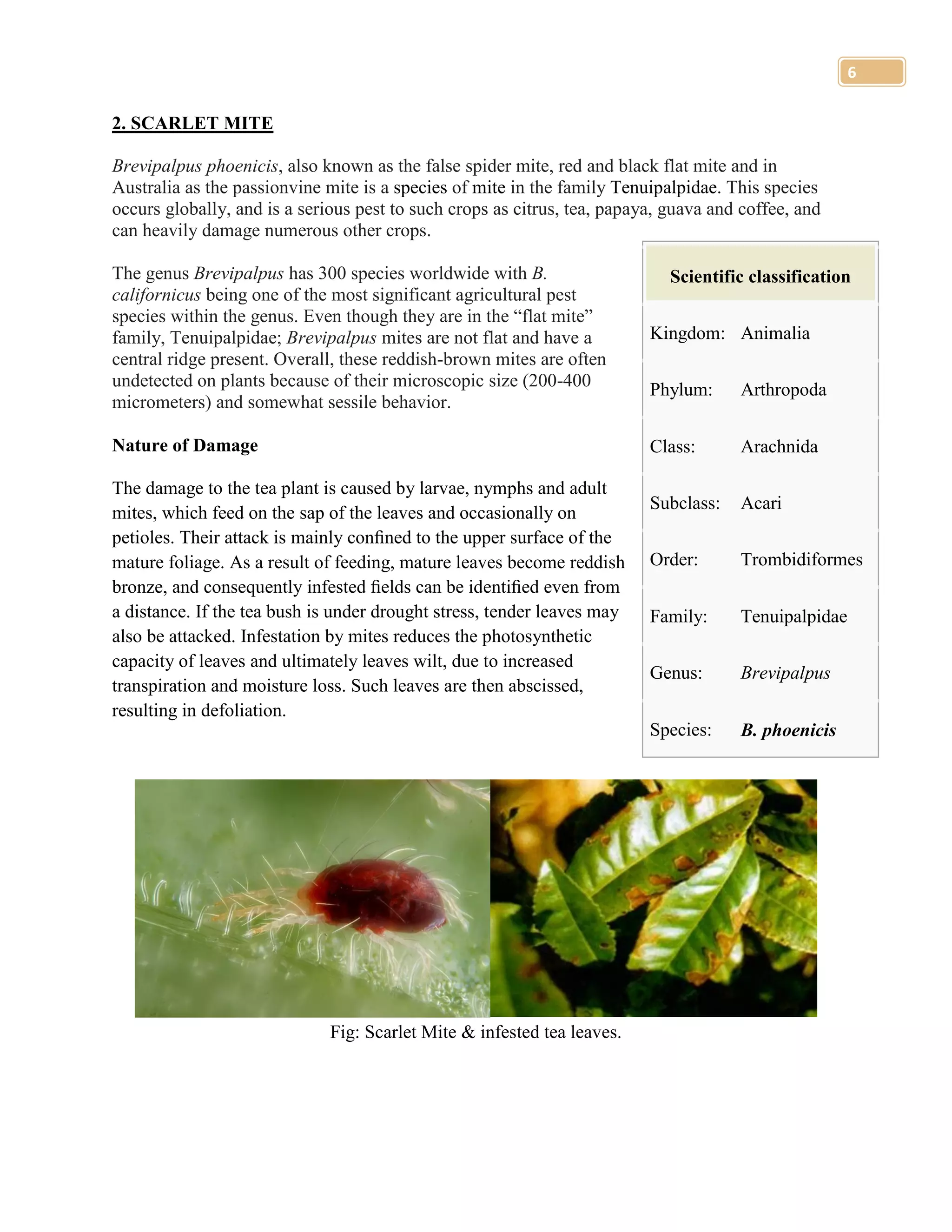 Common tea pests in bangladesh, their habit, Life Cycle & control ...