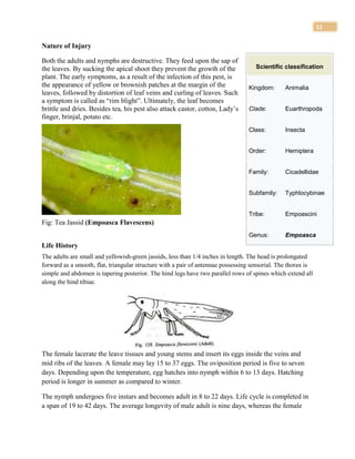 Common tea pests in bangladesh, their habit, Life Cycle & control ...