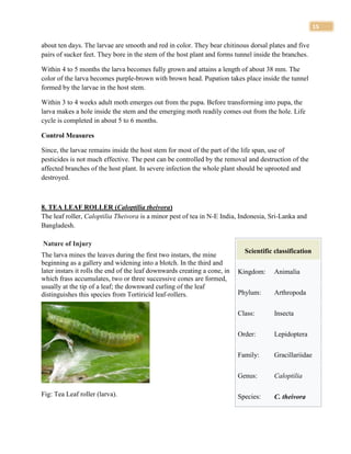 Common tea pests in bangladesh, their habit, Life Cycle & control ...