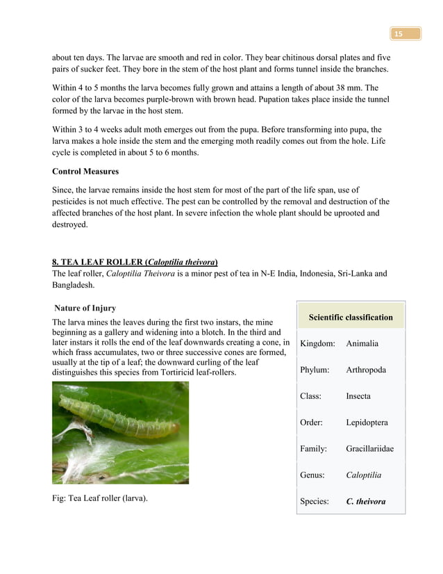Common tea pests in bangladesh, their habit, Life Cycle & control ...