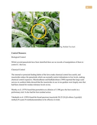 Common tea pests in bangladesh, their habit, Life Cycle & control ...