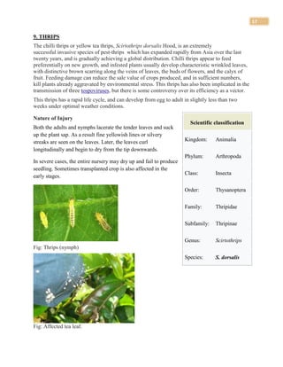 Common tea pests in bangladesh, their habit, Life Cycle & control ...