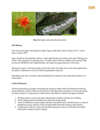 Common tea pests in bangladesh, their habit, Life Cycle & control ...