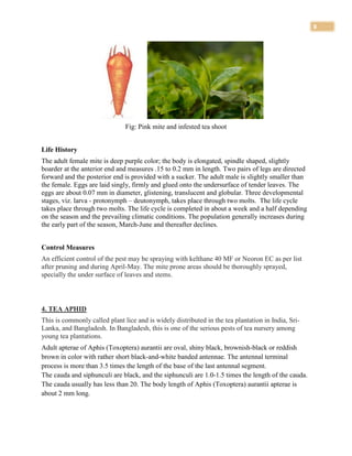 Common tea pests in bangladesh, their habit, Life Cycle & control ...