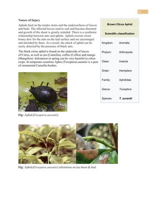 Common tea pests in bangladesh, their habit, Life Cycle & control ...