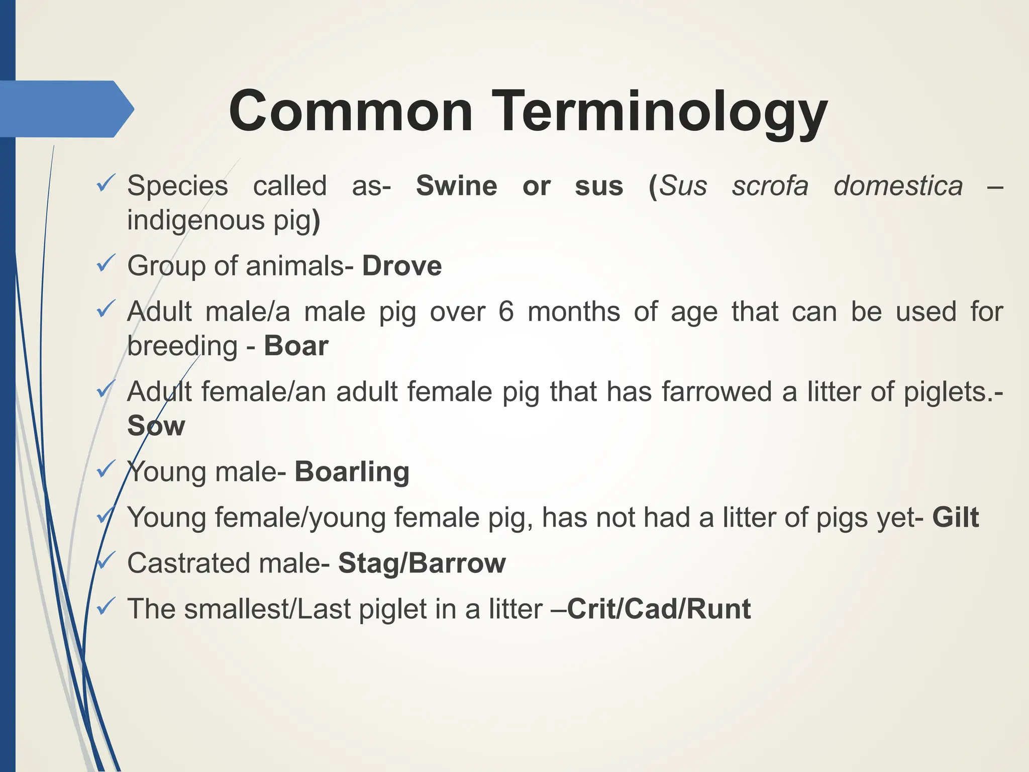 Common Terminology of Swine breeds and selection methods of sow .pptx