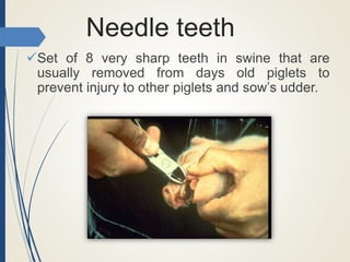 Common Terminology of Swine breeds and selection methods of sow .pptx