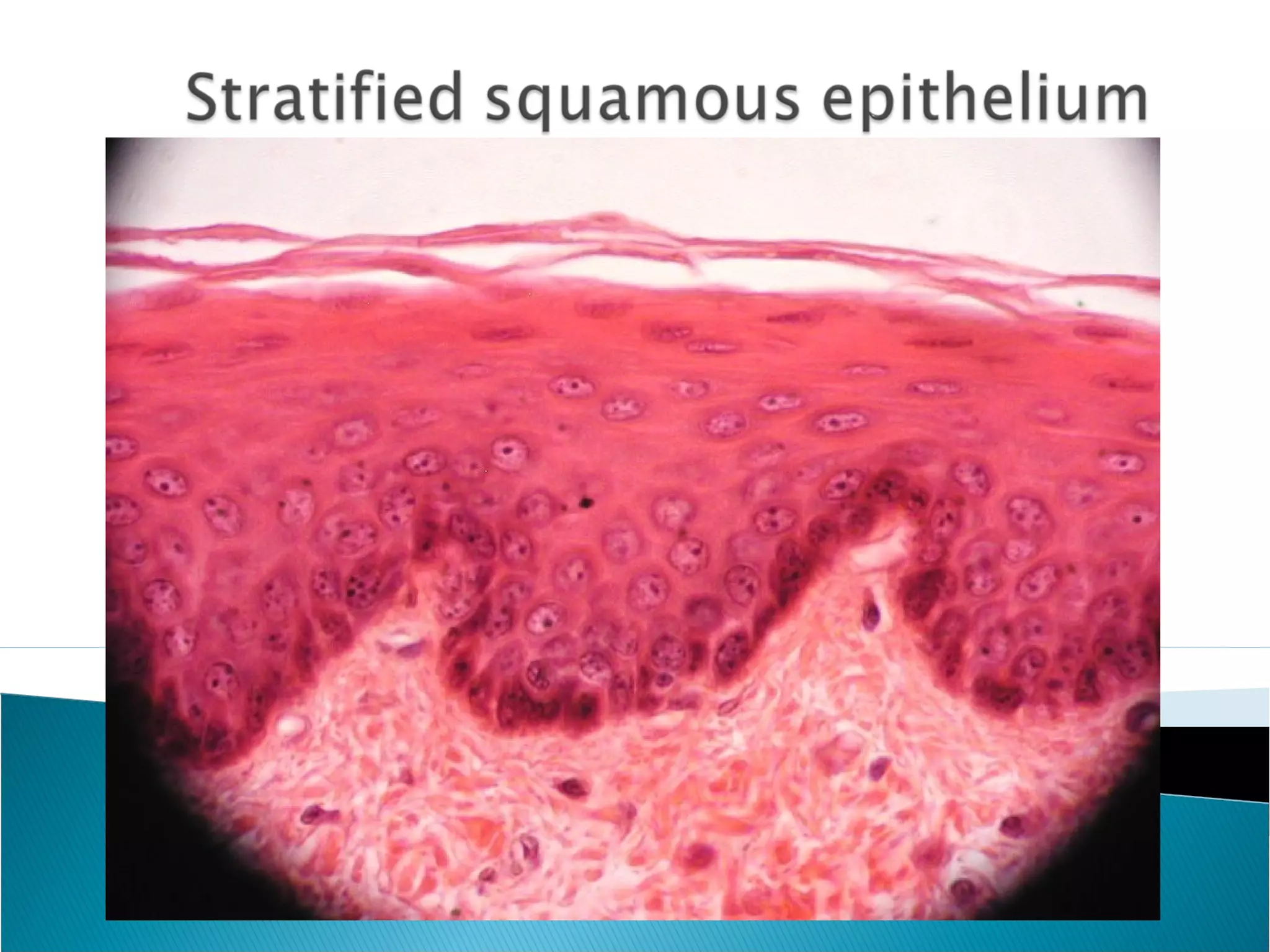 Common types of cells | PPT