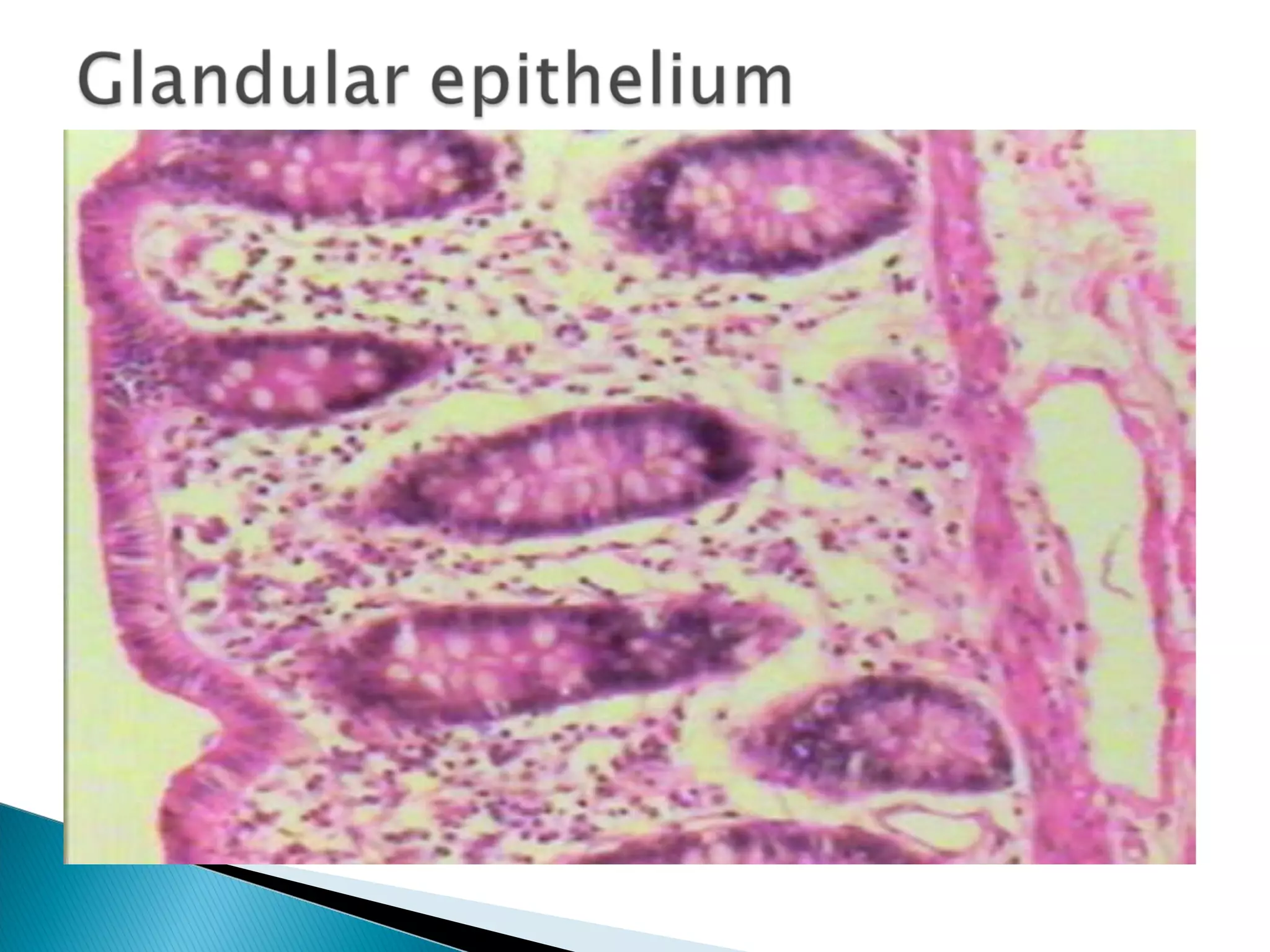 Common types of cells | PPT
