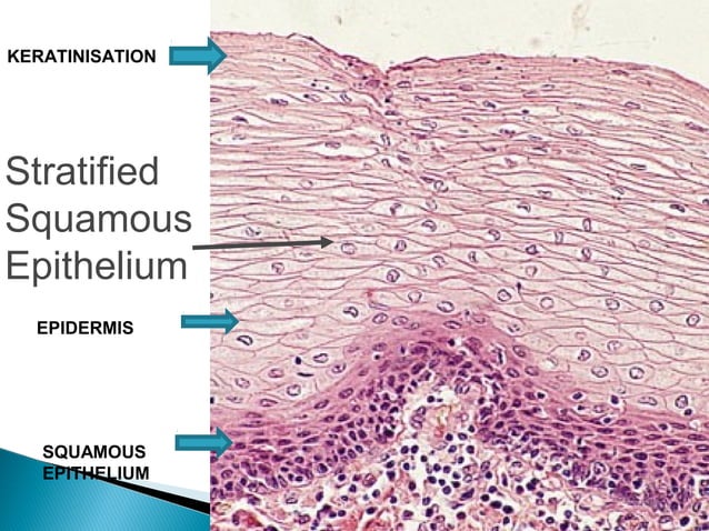 Common types of cells | PPT