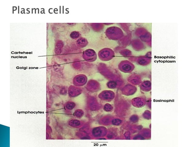 Common types of cells | PPT
