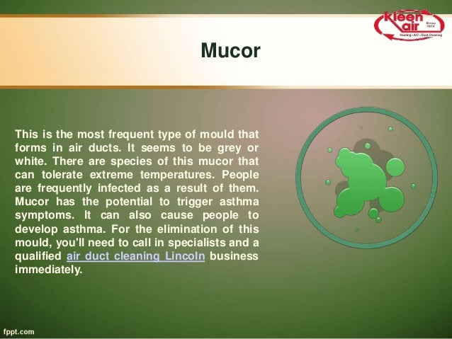 Common Types Of Mold Found In Air Ducts | PPT