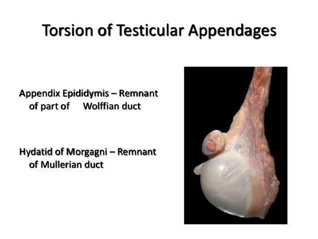 Common Urological Emergencies