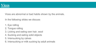 Common vices of animals (livestock) | PPTX